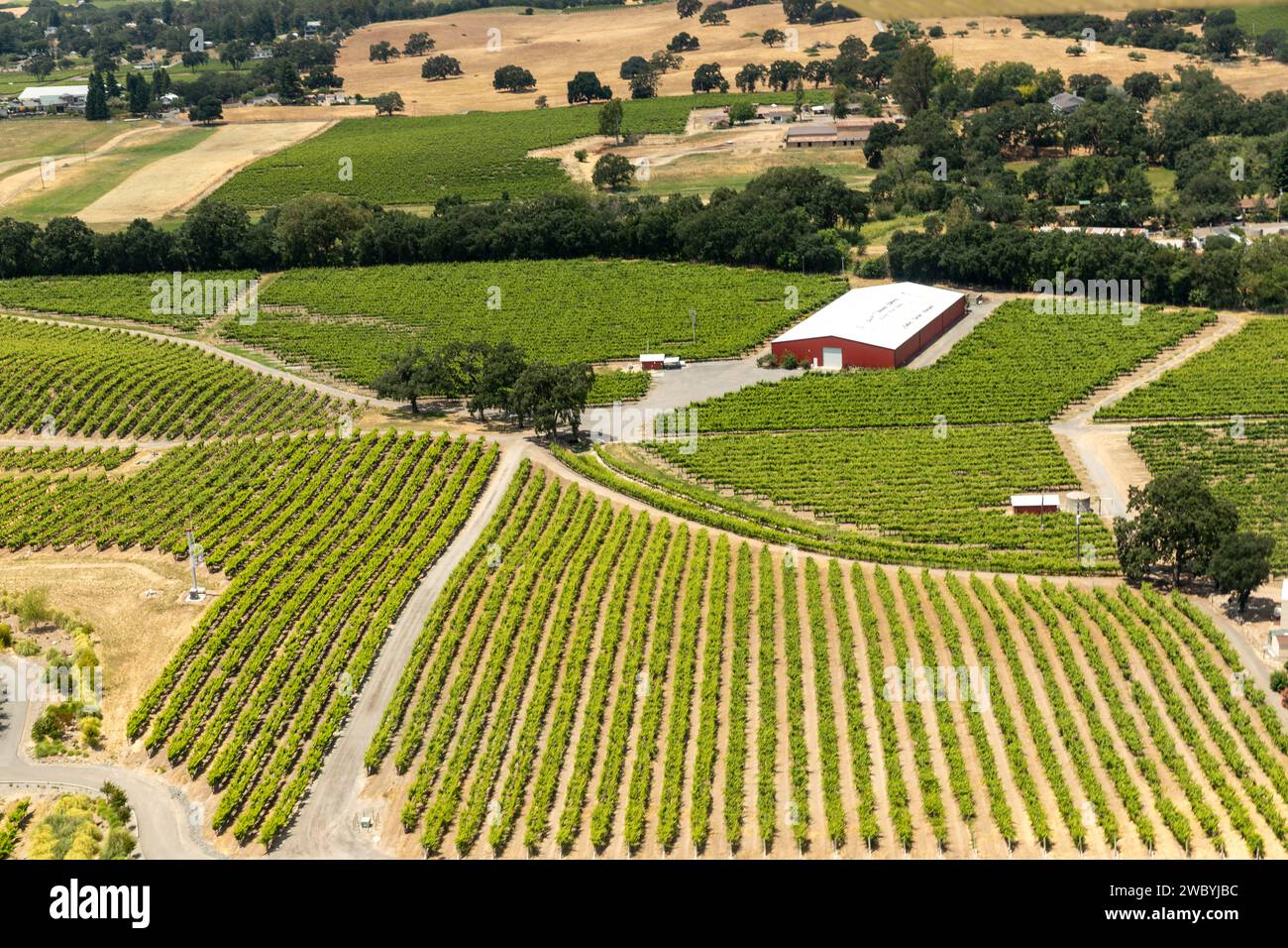 Aerial view of green rows of plants in farm fields, vineyards, and the ...