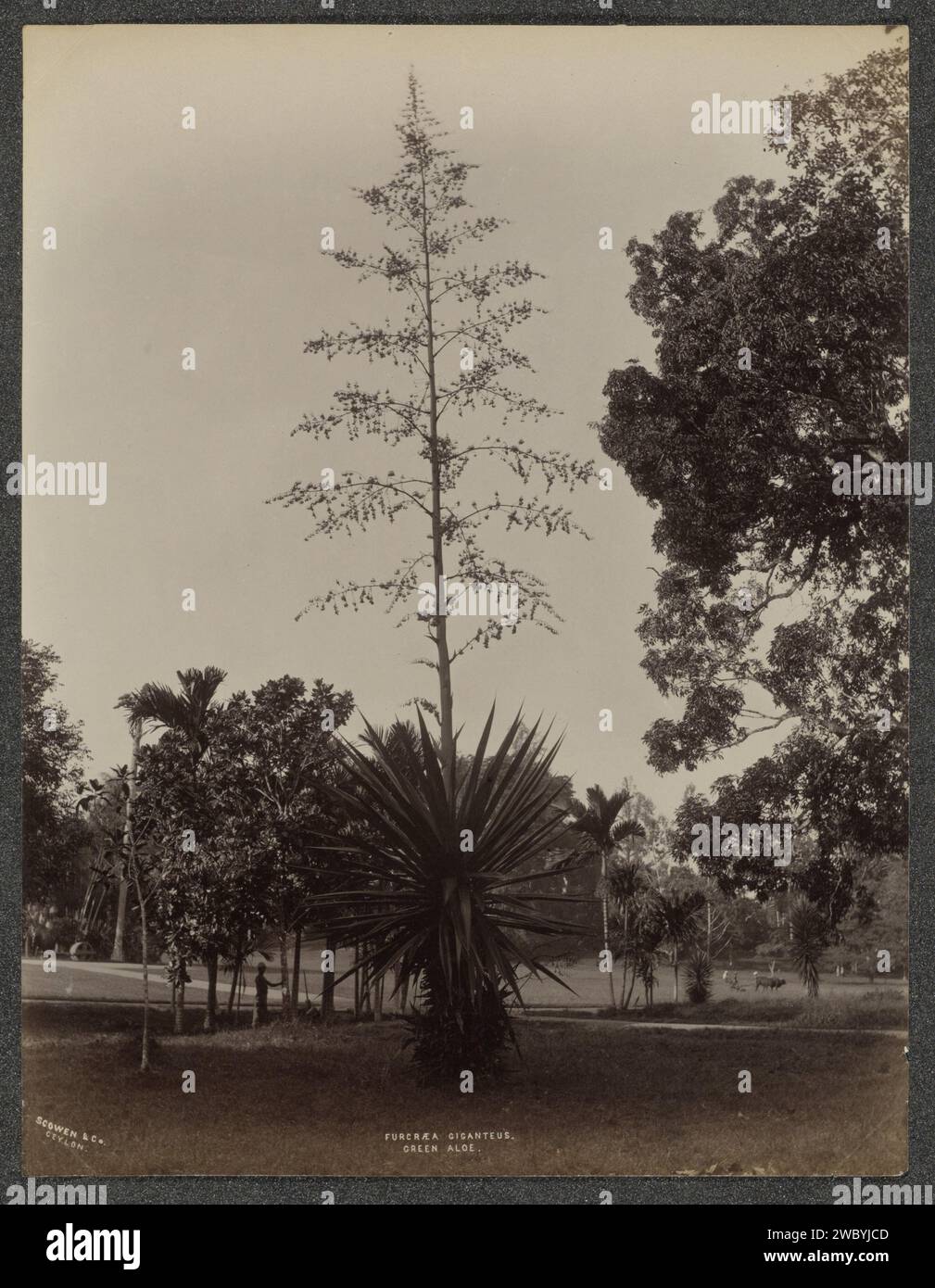 Boom (Furcraea Giganteus, Green Aloe) in a park, presumably on Ceylon ...