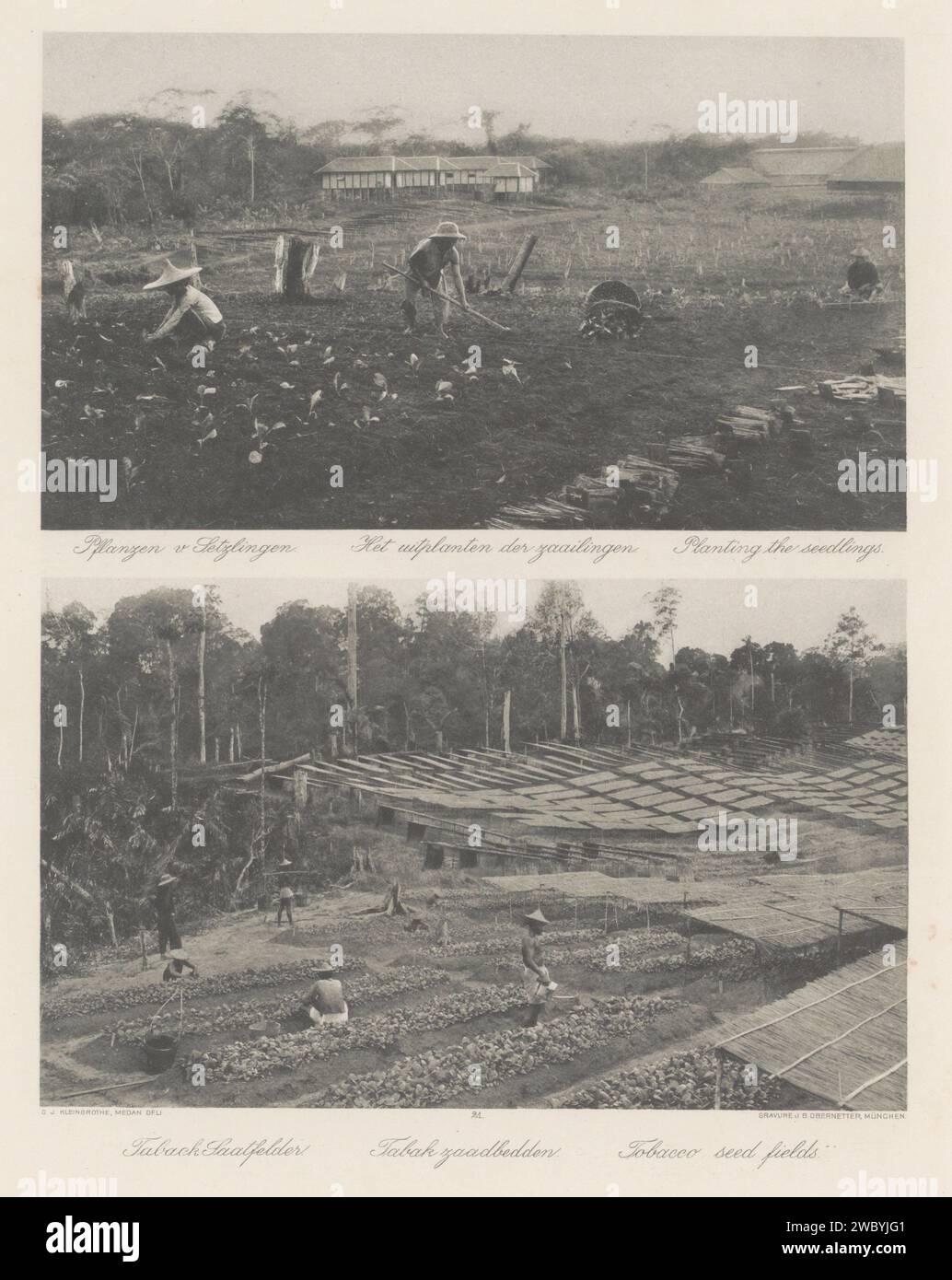 Planting out of seedlings (above) and tobacco seed beds (bottom) on ...