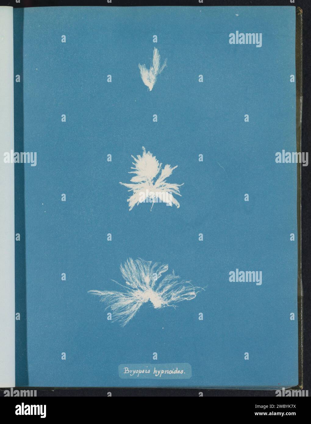 Bryopsis hypnoides hi-res stock photography and images - Alamy