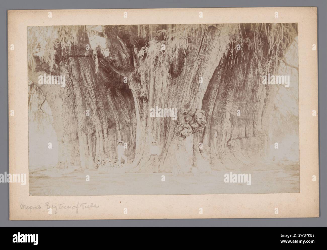 Two Mexican men at the Árbol del Tule in Santa María del Tule, Charles ...