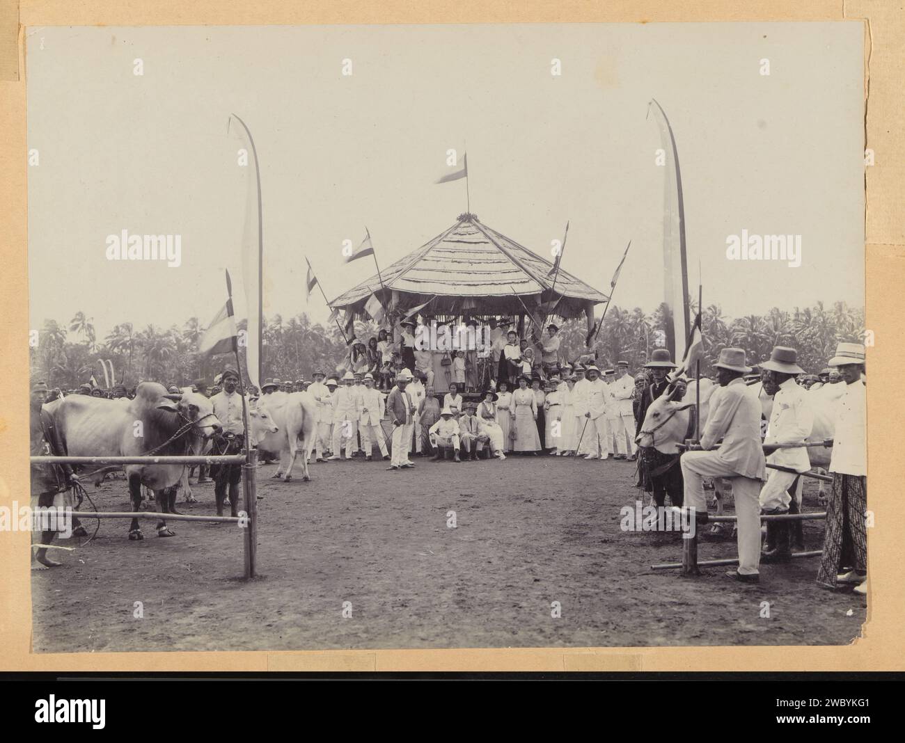 Indonesians and Europeans and buffalo at unknown event in the Dutch ...