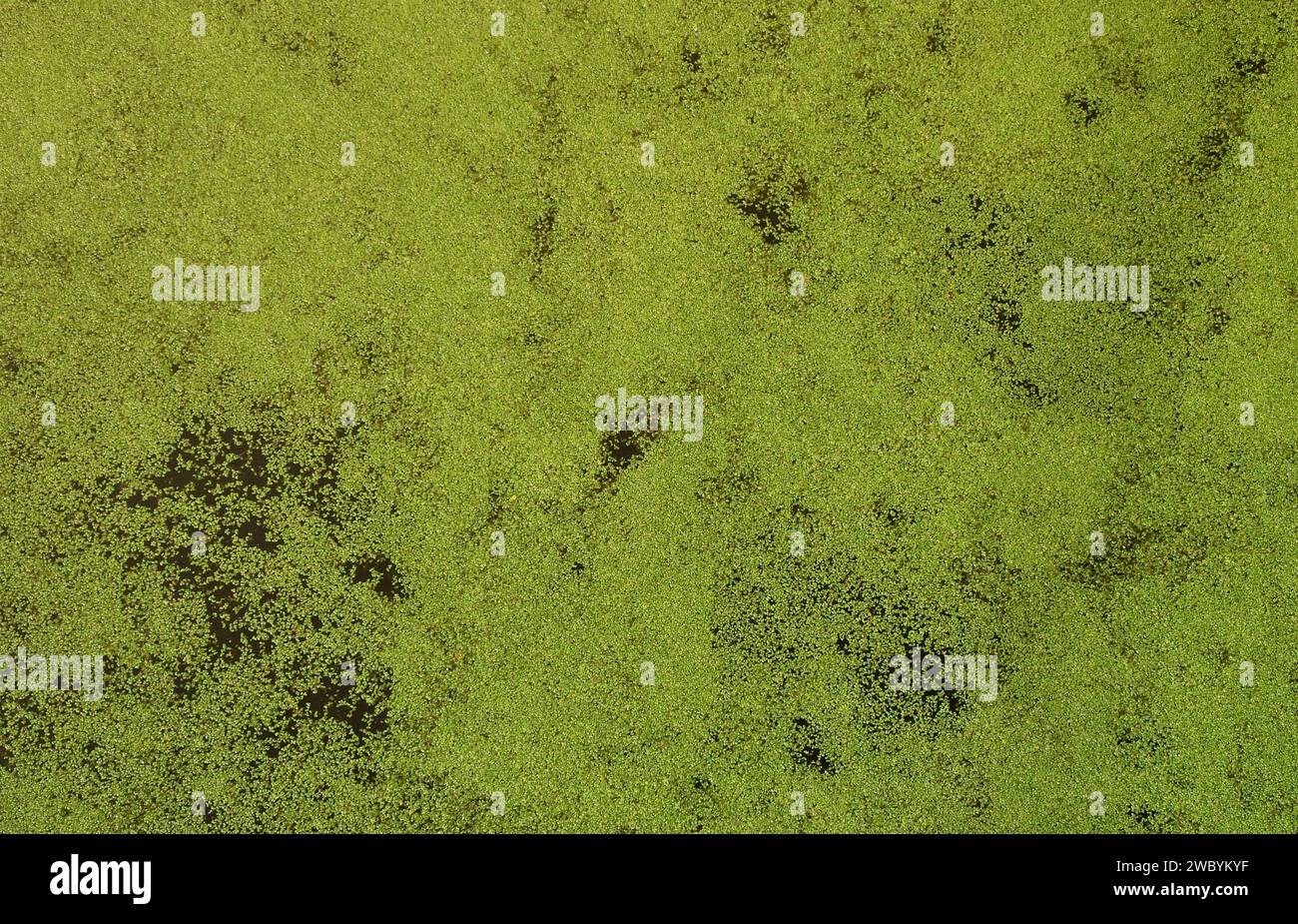 Texture of swamp water dotted with green duckweed and marsh vegetation ...