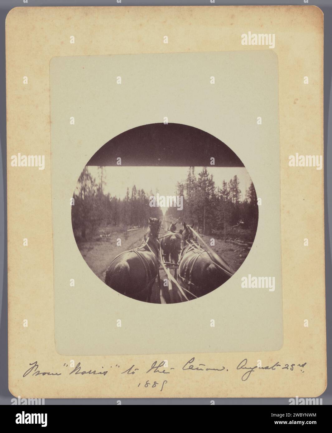 Face from a carriage or omnibus on a Span Horses, Anonymous, 1889 ...