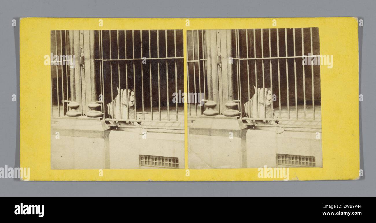 Puma in a cage in the London Zoo, Frank Haes, c. 1850 - c. 1880 ...