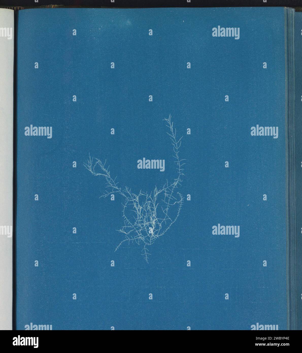 Conferva rectangularis hi-res stock photography and images - Alamy