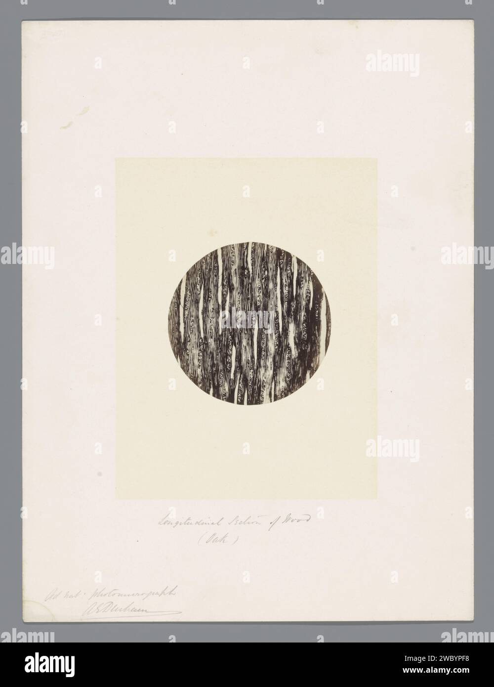 Microscopic recording of a cross -section of oak, c. 1863 - c. 1870 ...