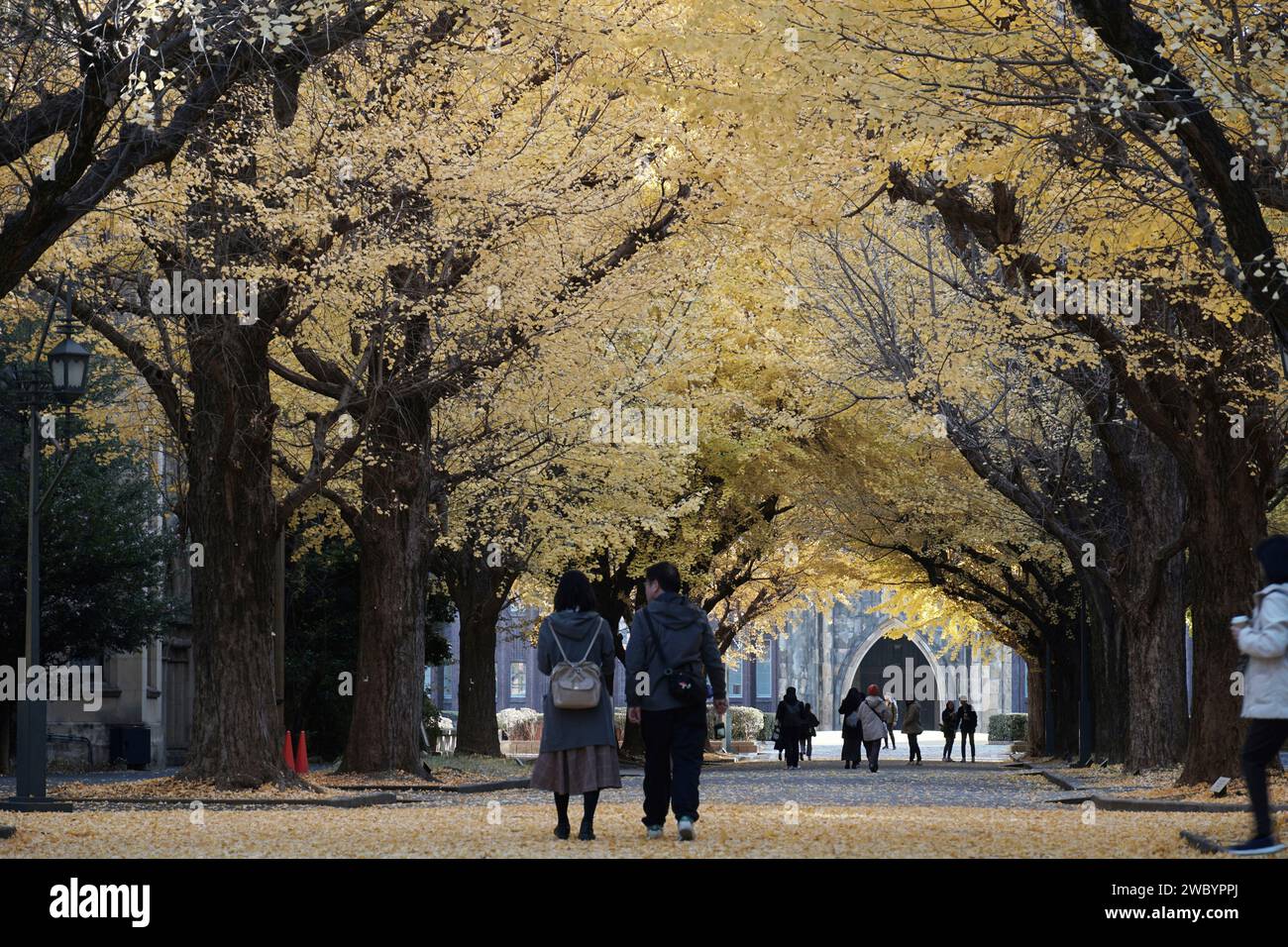 Leaves of gingko trees are yellow at the university of Tokyo in Tokyo on Dec. 9, 2023. Ginkgo ...