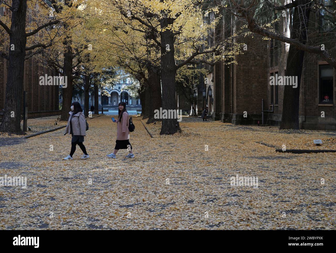 Leaves of gingko trees are yellow at the university of Tokyo in Tokyo on Dec. 9, 2023. Ginkgo ...