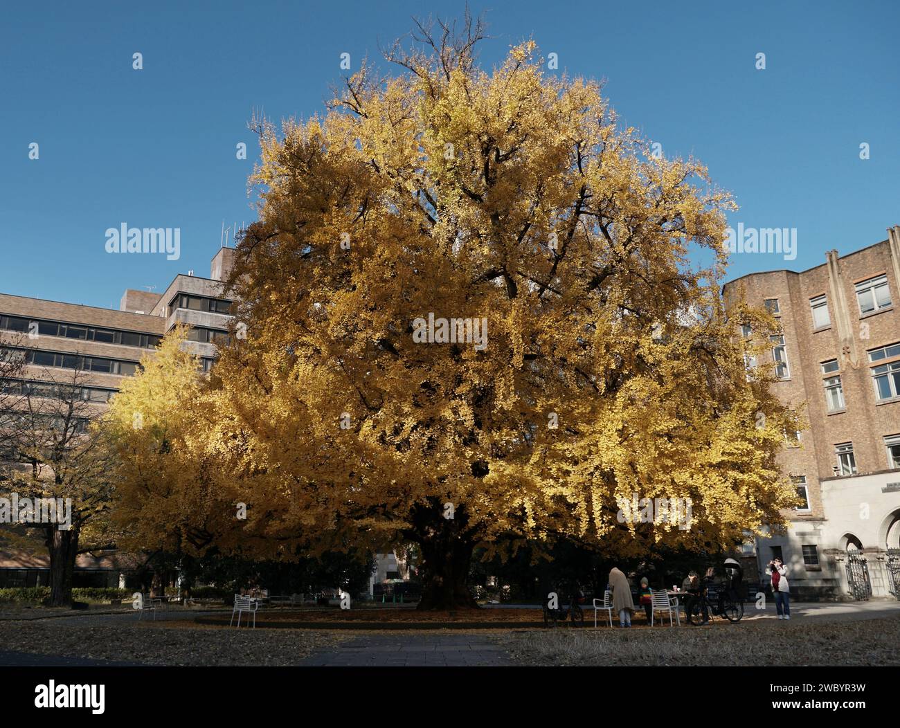 Leaves of gingko trees are yellow at the university of Tokyo in Tokyo on Dec. 9, 2023. Ginkgo ...