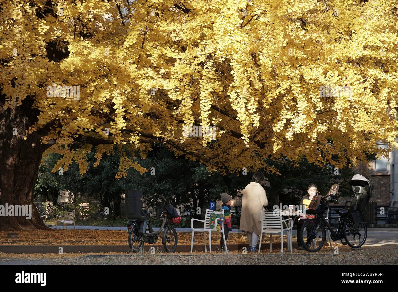 Leaves of gingko trees are yellow at the university of Tokyo in Tokyo on Dec. 9, 2023. Ginkgo ...