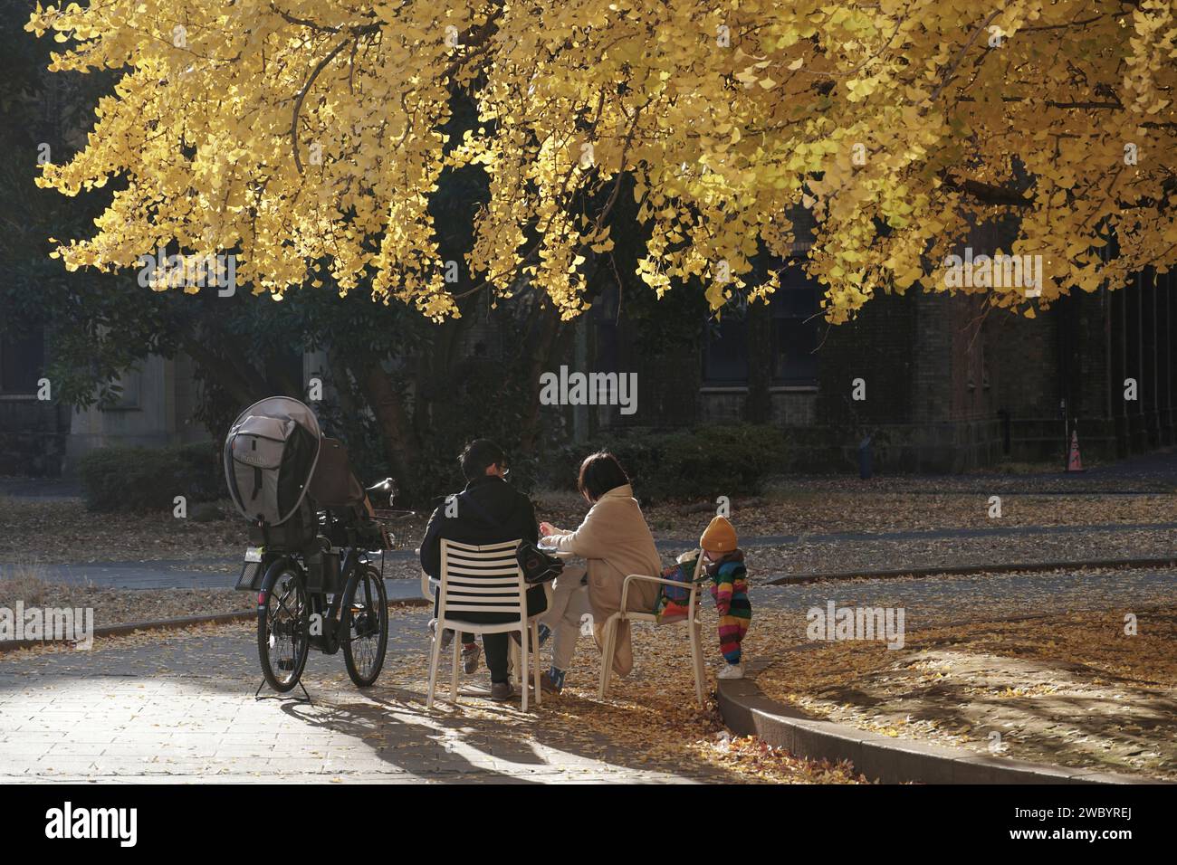 Leaves of gingko trees are yellow at the university of Tokyo in Tokyo on Dec. 9, 2023. Ginkgo ...