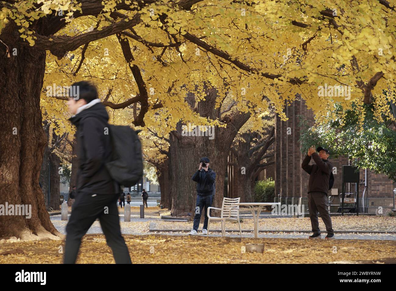 Leaves of gingko trees are yellow at the university of Tokyo in Tokyo on Dec. 9, 2023. Ginkgo ...
