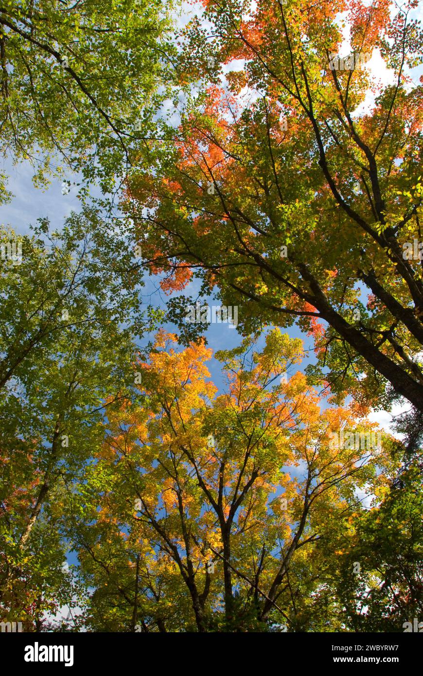 Sugar maple, Camp Santanoni State Historic Area, Adirondack Forest ...