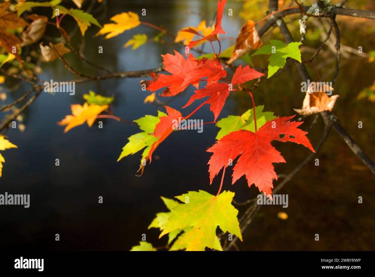 Maple on Raquette River, St Regis Canoe Area, Adirondack Forest ...