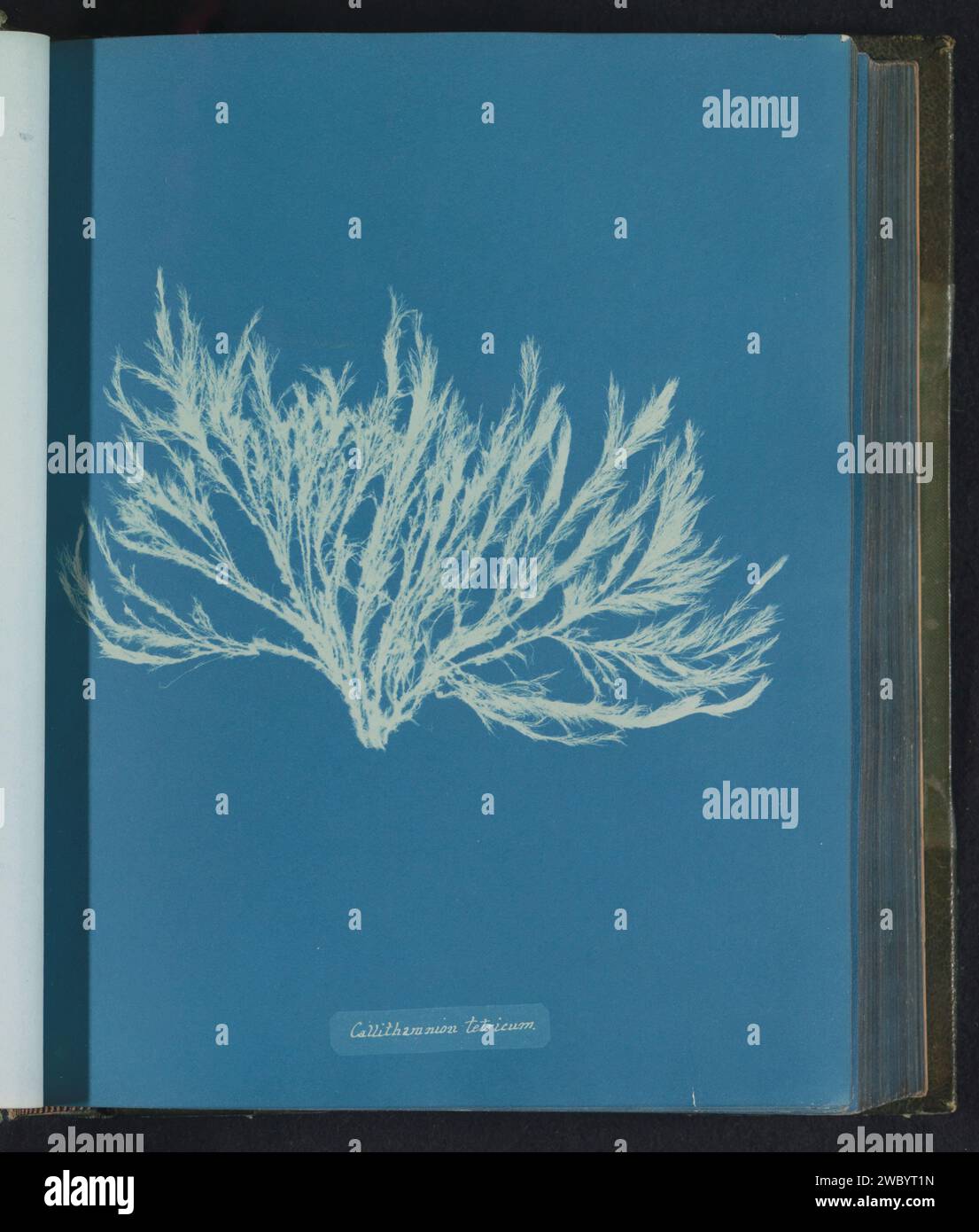 Callithamnion tetricum hi-res stock photography and images - Alamy