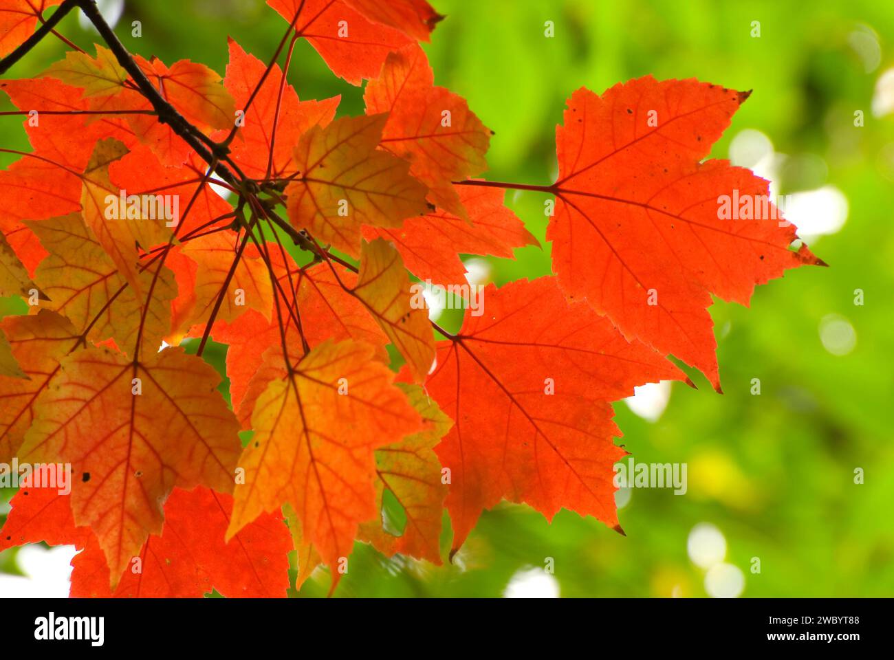 Sugar maple leaves on Middle Saranac Lake Trail, Saranac Lake Wild ...