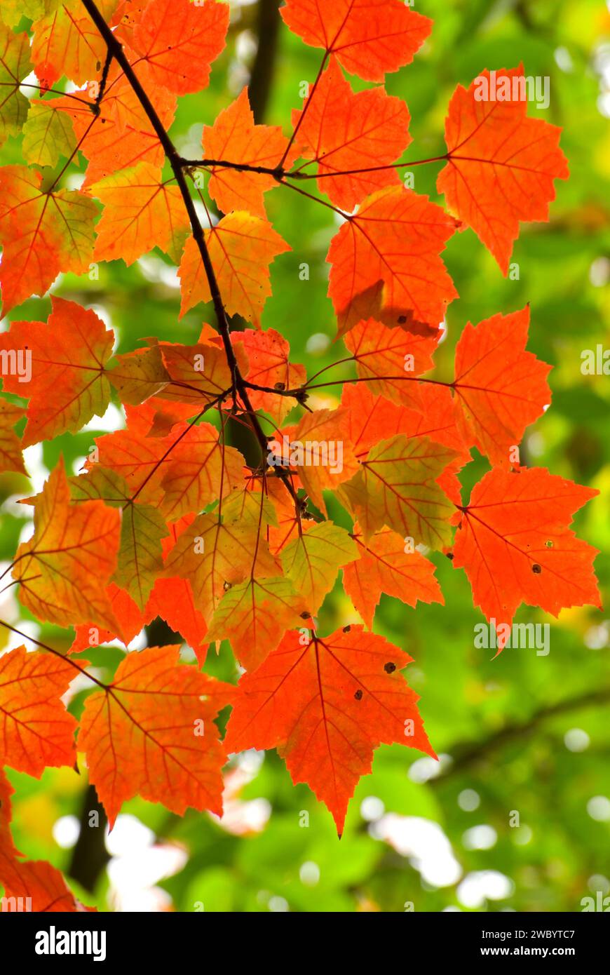 Sugar maple leaves on Middle Saranac Lake Trail, Saranac Lake Wild ...