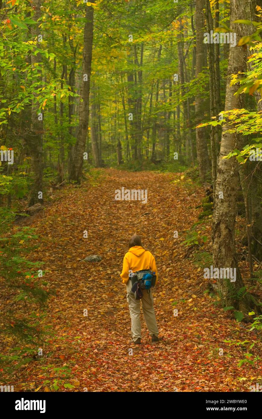 Bug Lake Trail, Adirondack Forest Preserve, New York Stock Photo - Alamy