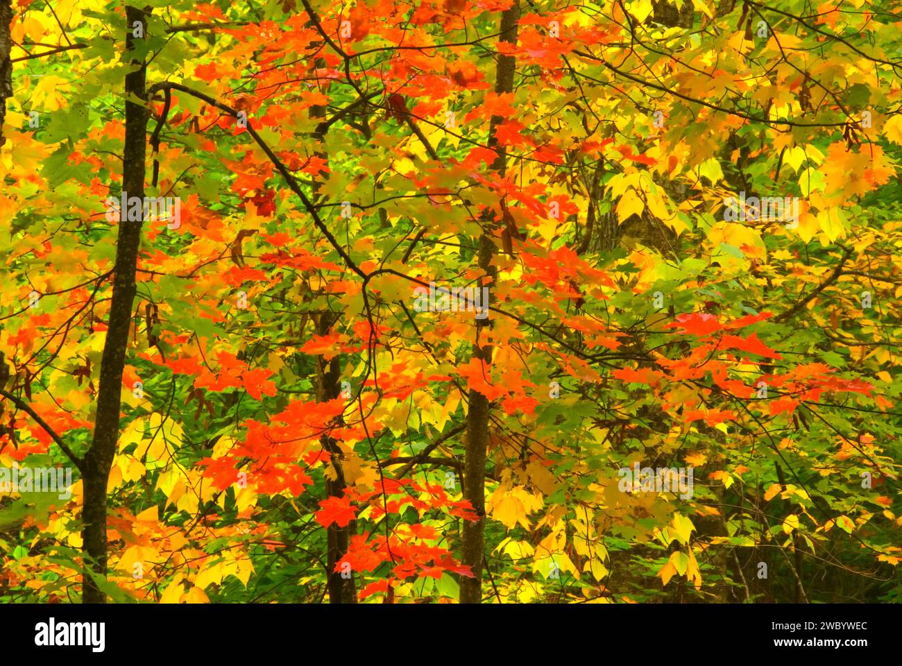 Forest along Bug Lake Trail, Adirondack Forest Preserve, New York Stock ...