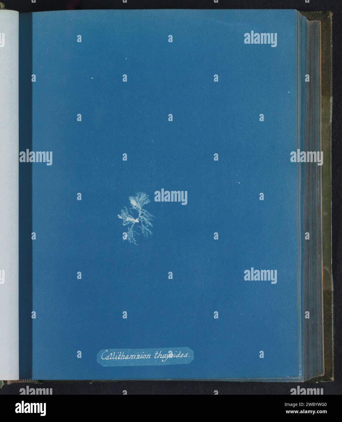 Callithamnion thuyoides, Anna Atkins, c. 1843 - c. 1853 photograph ...