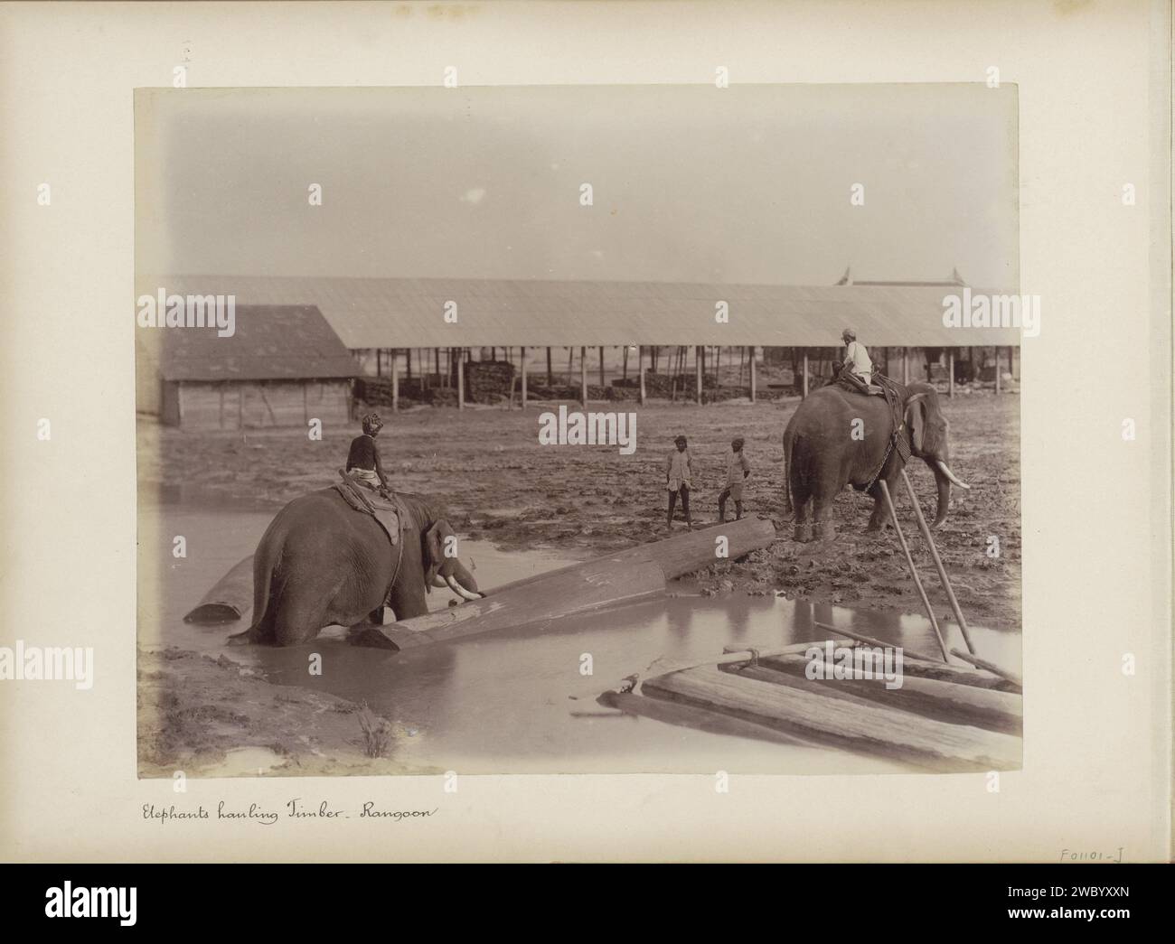 Elephants working in timber extraction of Yangon, Myanmar, P. Klier ...