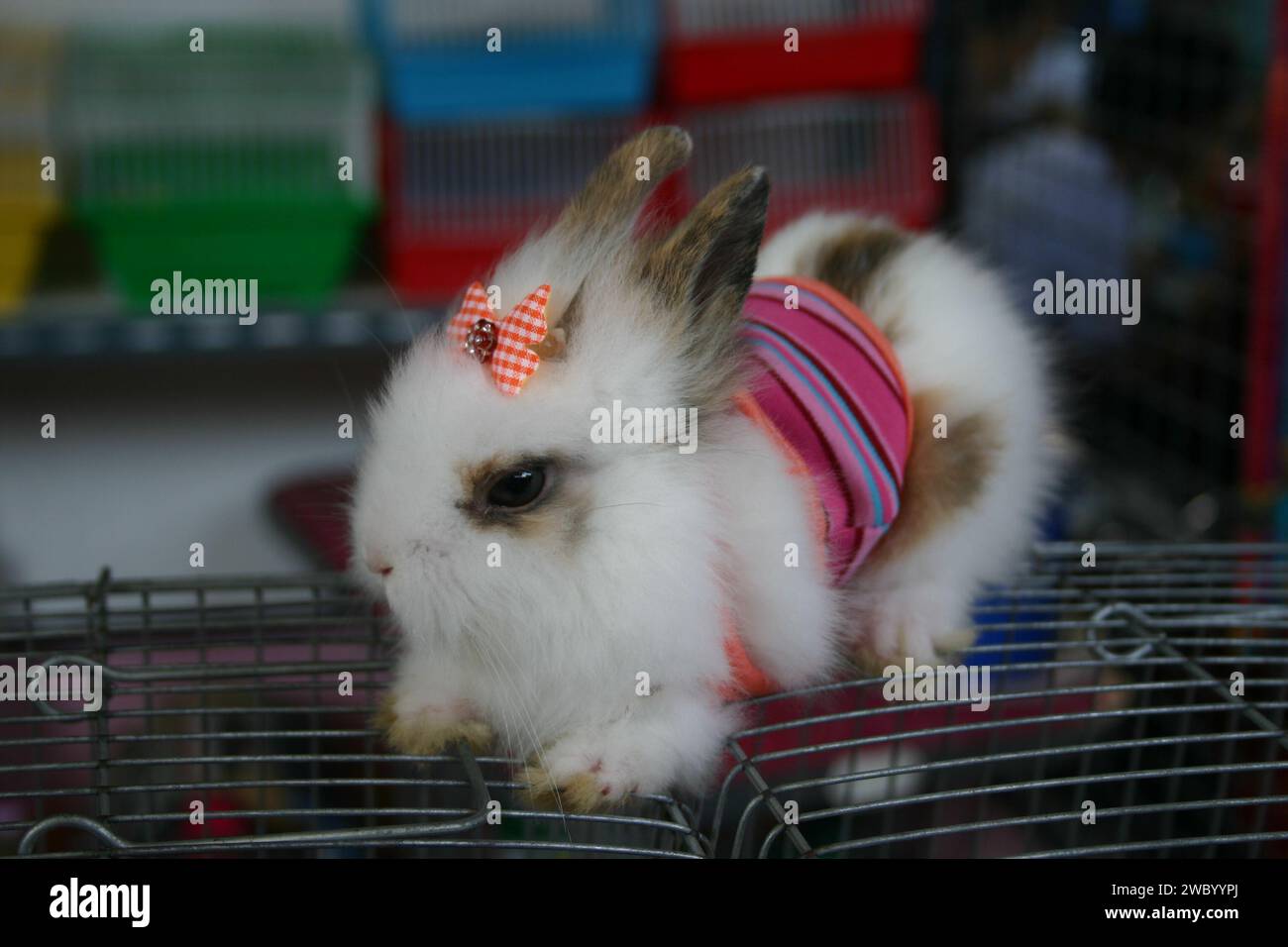 Chatuchak market animals hi-res stock photography and images - Alamy