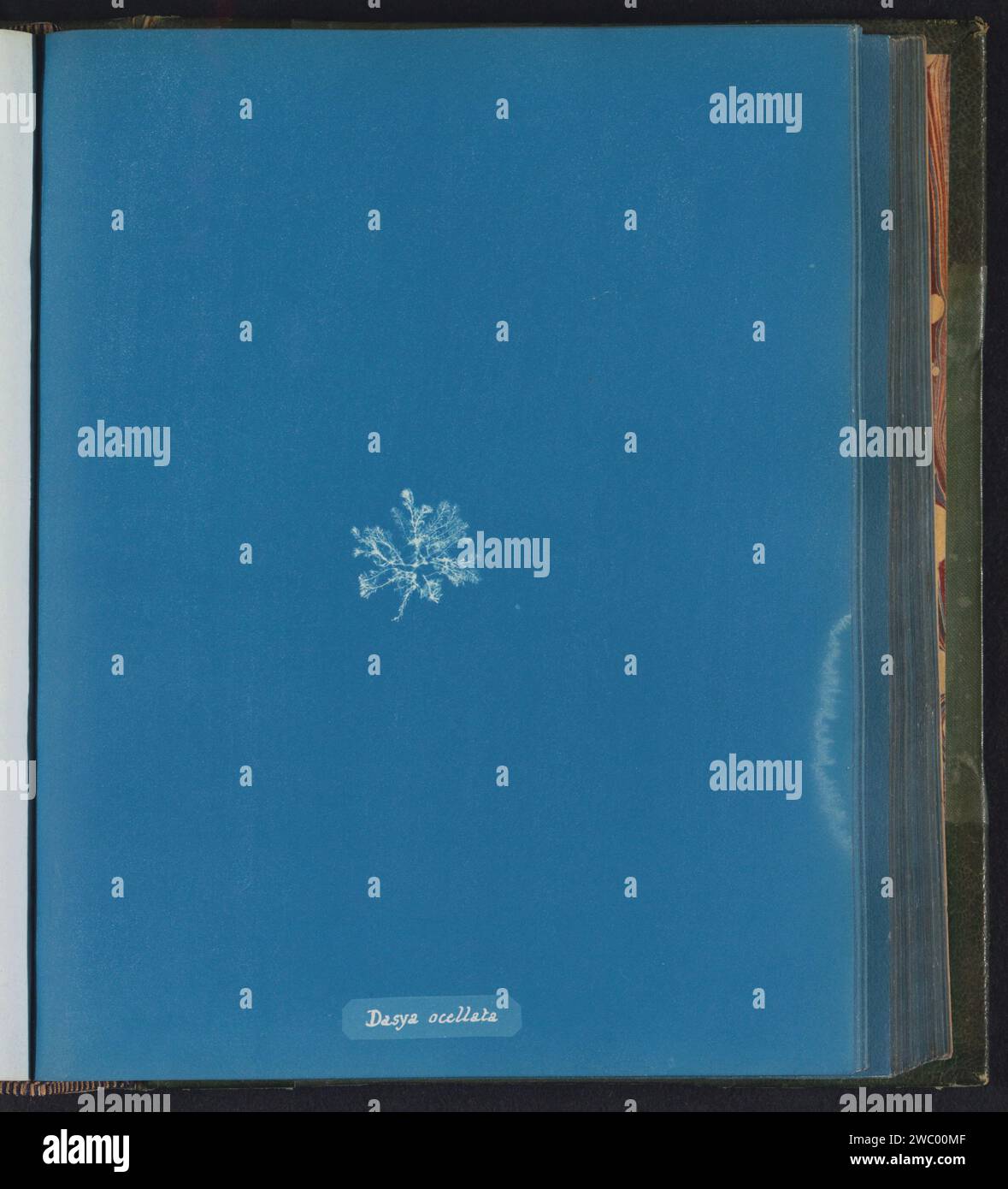 Dasya ocellata hi-res stock photography and images - Alamy