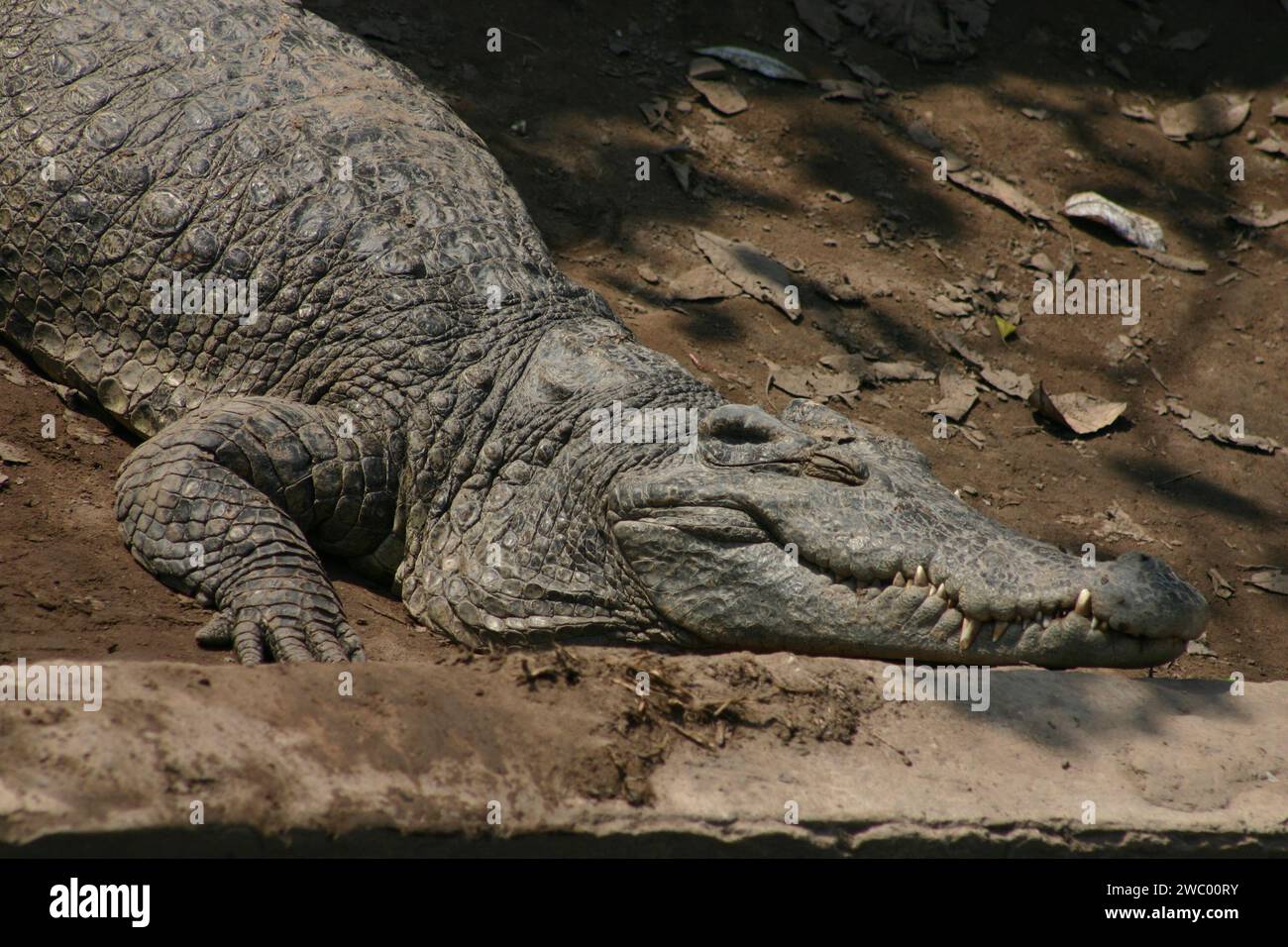 Crocodile in south east asia hi-res stock photography and images - Alamy