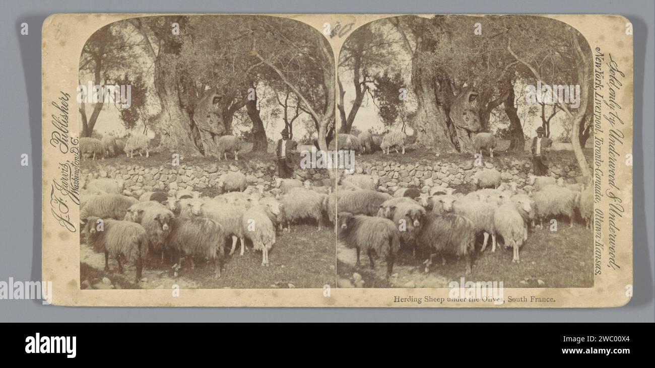 Schaapsherder with a herd of sheep in southern France, John Fillis ...