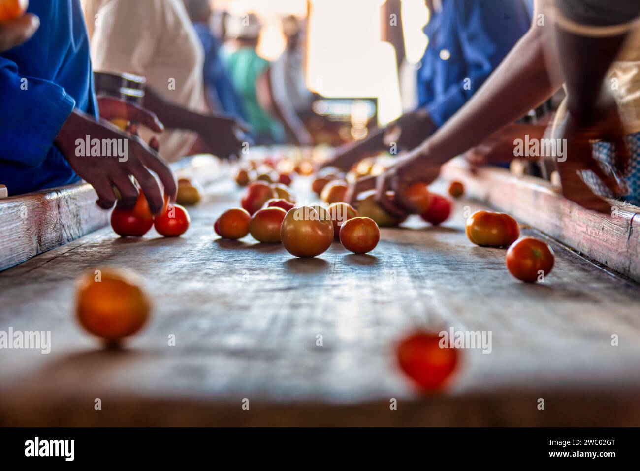 Tomato sorting machine hi-res stock photography and images - Alamy