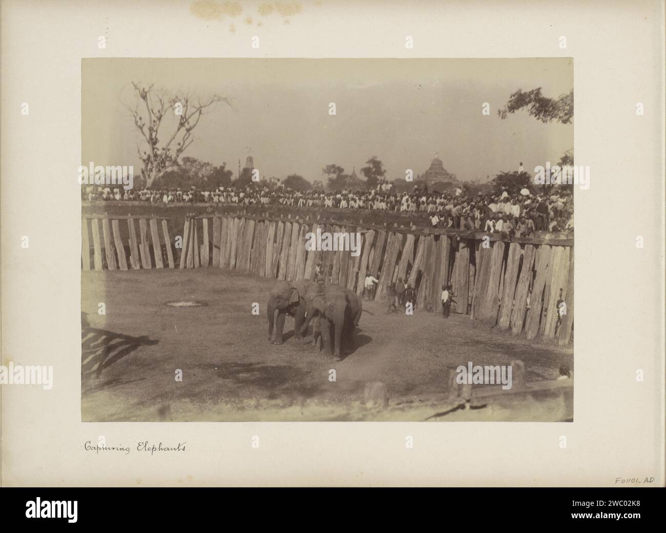 Capturing of elephants in Myanmar, anonymous, c. 1885 - c. 1886 ...