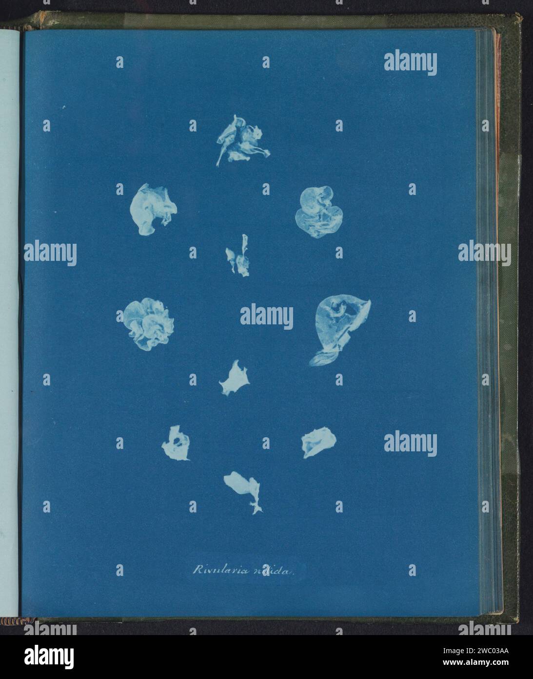 Cyanotype seaweed hi-res stock photography and images - Alamy