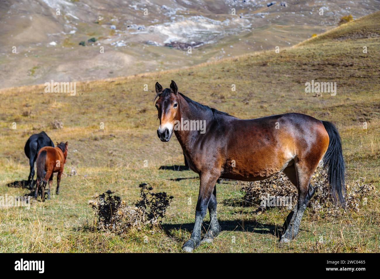 Imposing wild horses surrounded by mountain beauty, express the wild ...