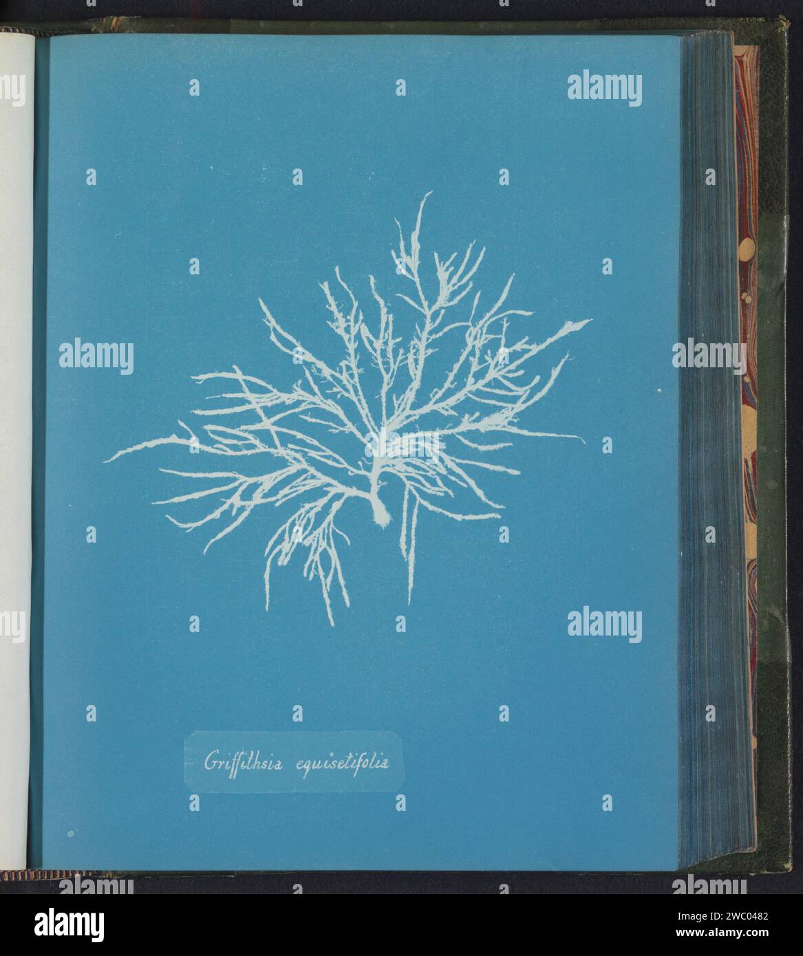 C equisetifolia hi-res stock photography and images - Alamy