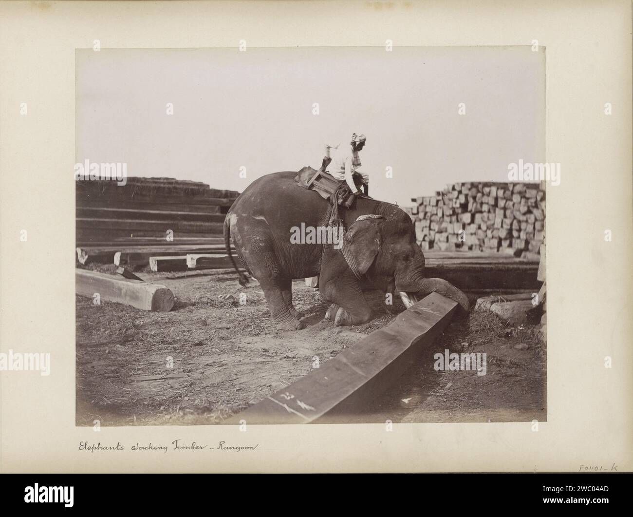 An elephant working in the timber extraction at Yangon, Myanmar, P ...