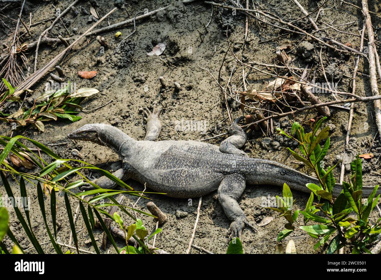Royel bengol tiger hi-res stock photography and images - Alamy
