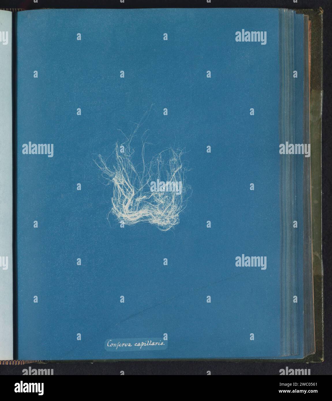 Anna atkins algae 1853 hi-res stock photography and images - Alamy