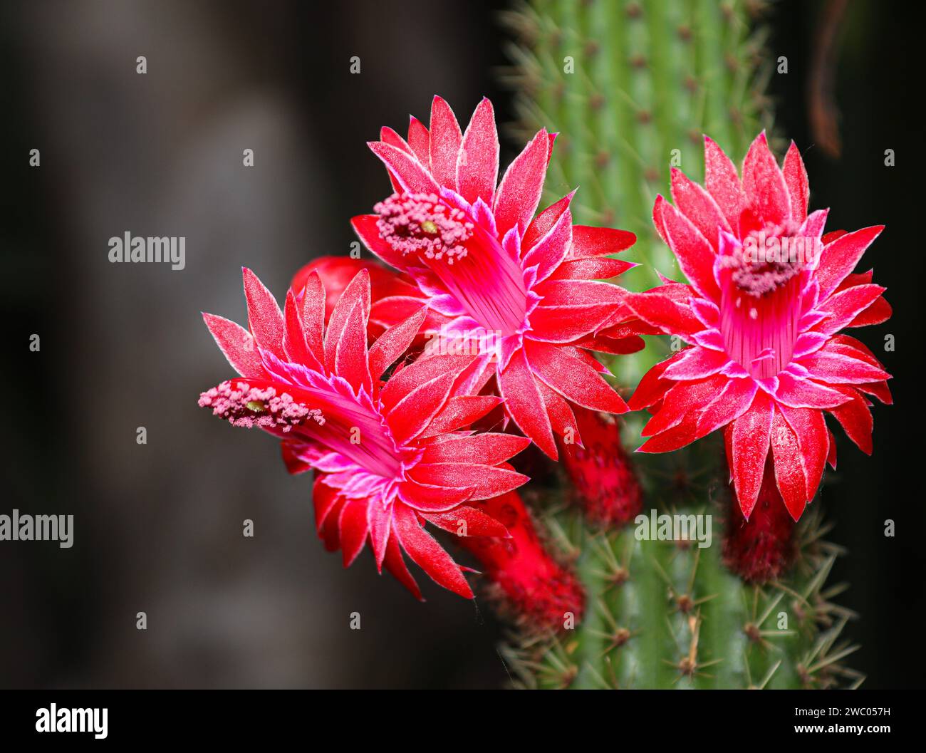 Red cactus flowers, Cleistocactus samaipanus flowers with dark blurred ...