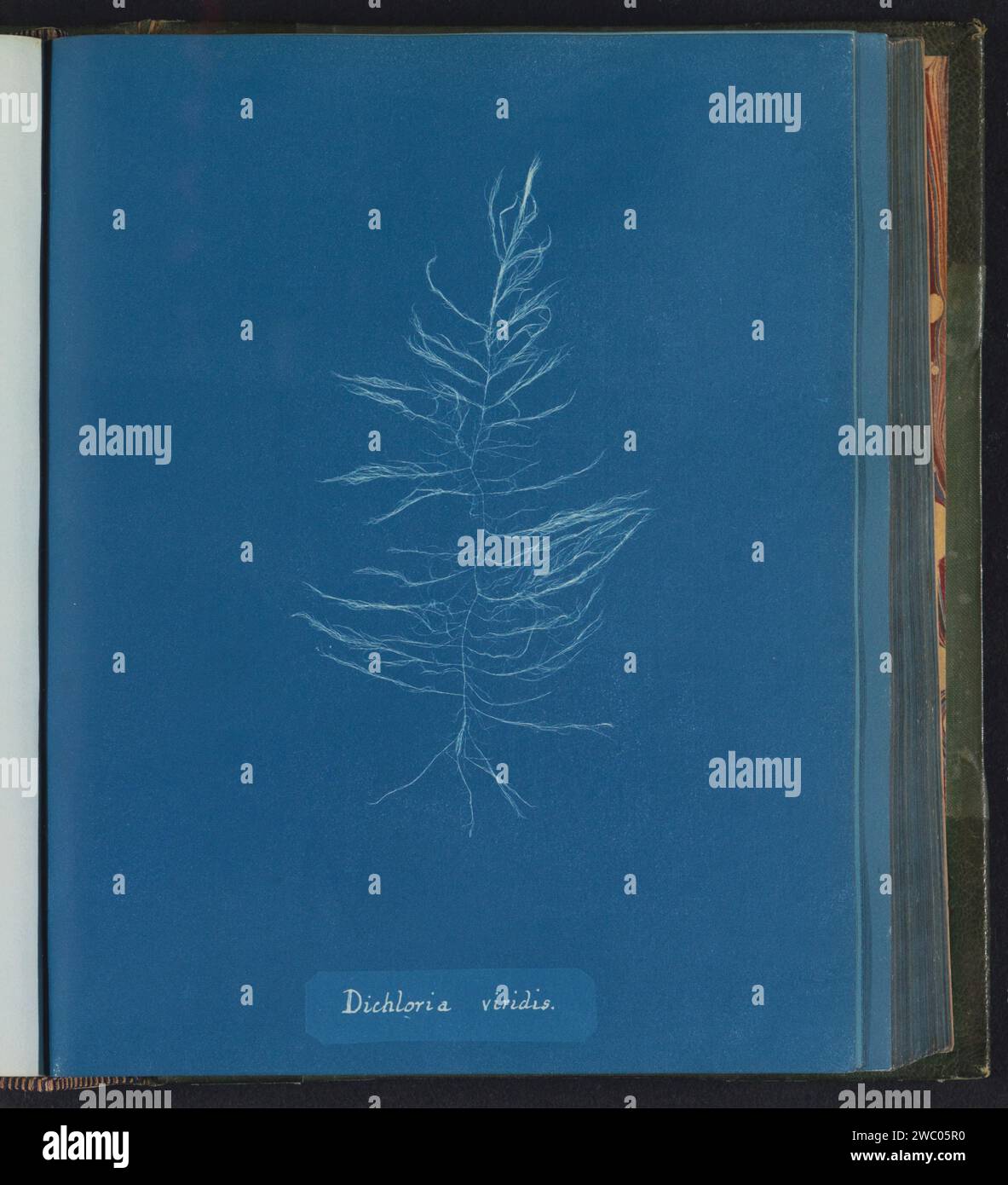 Dichloria viridis hi-res stock photography and images - Alamy