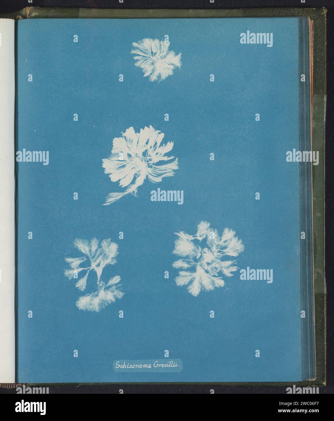 Cyanotype seaweed hi-res stock photography and images - Alamy