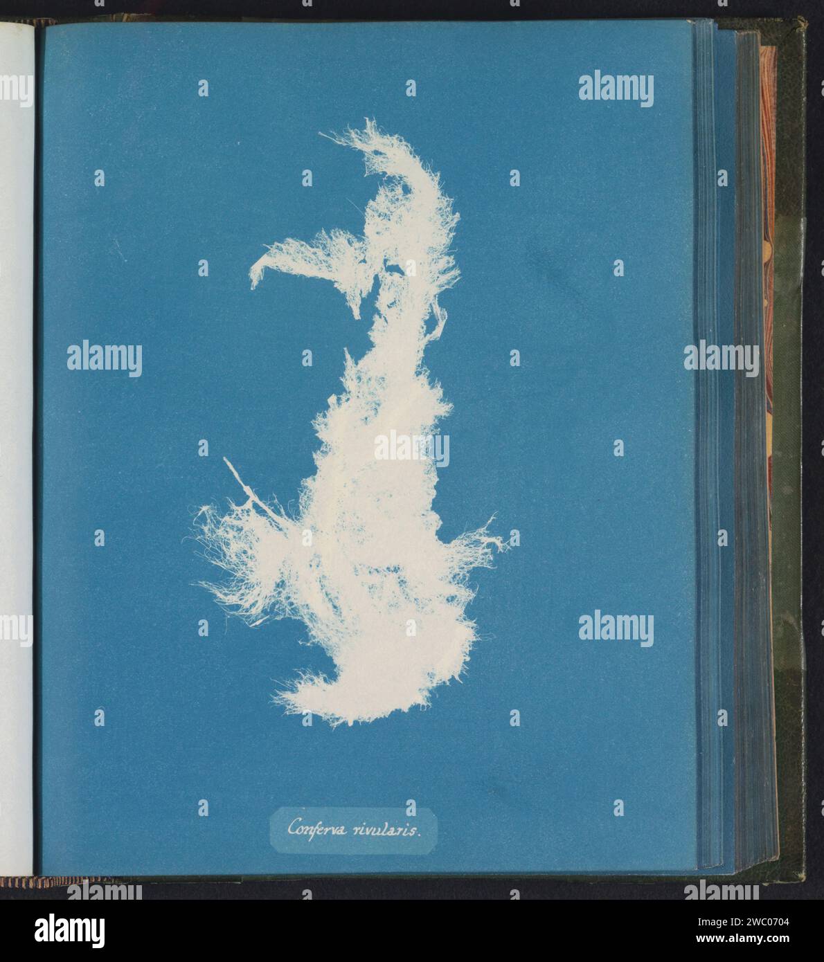 Cyanotype seaweed hi-res stock photography and images - Alamy