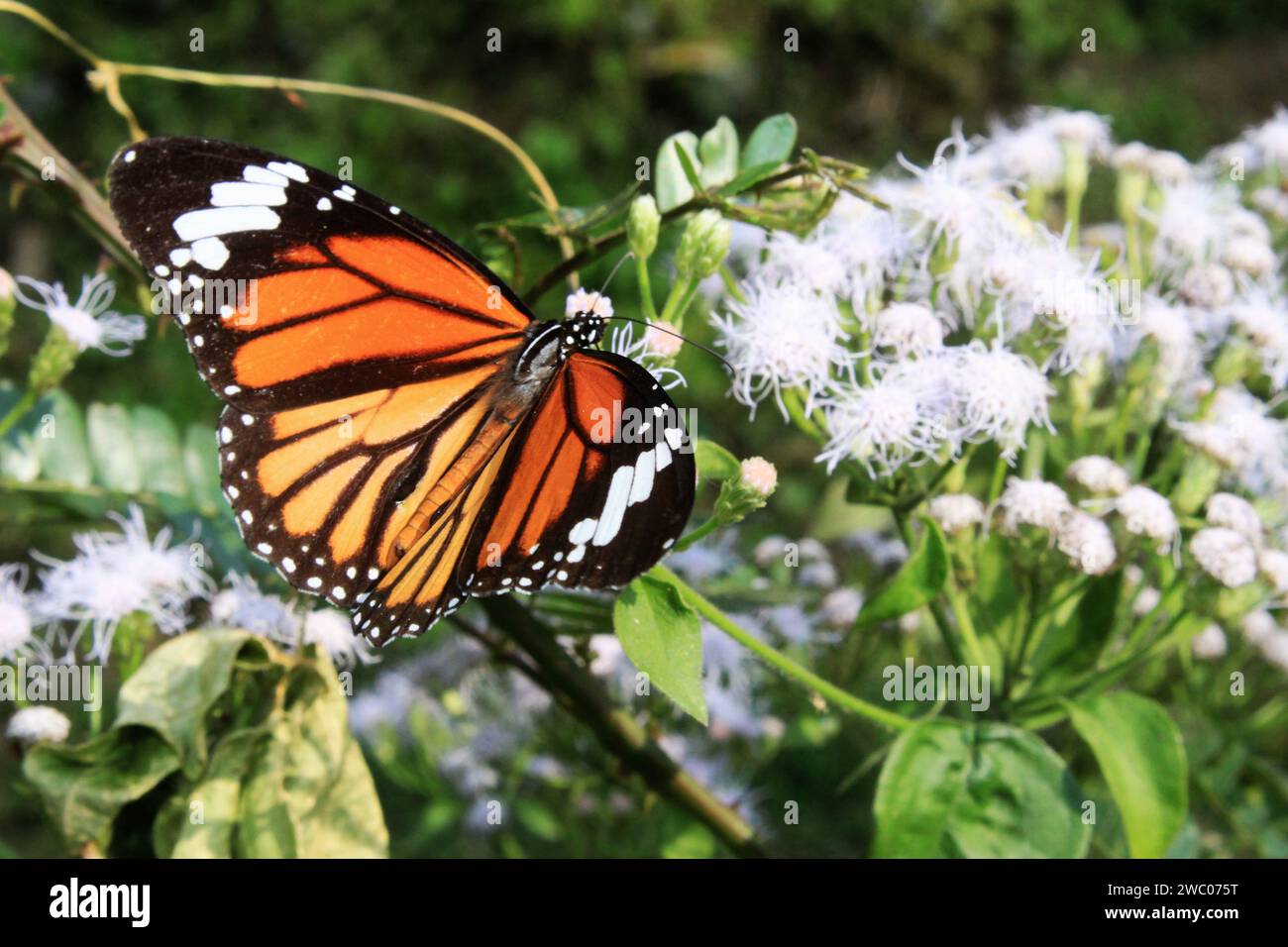 Striped tiger butterfly, Danaus genutia on a flower with green ...