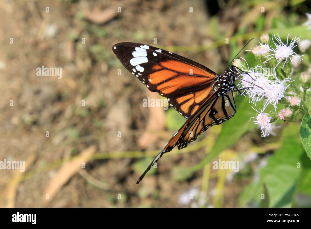 Striped tiger butterfly, Danaus genutia on a flower with green ...