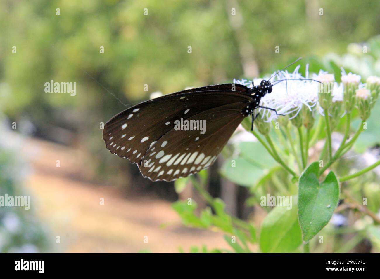 Point monarch butterfly hi-res stock photography and images - Alamy