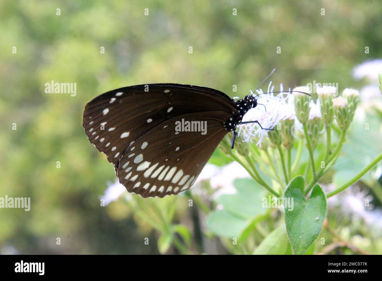 Indian butterfly hi-res stock photography and images - Alamy