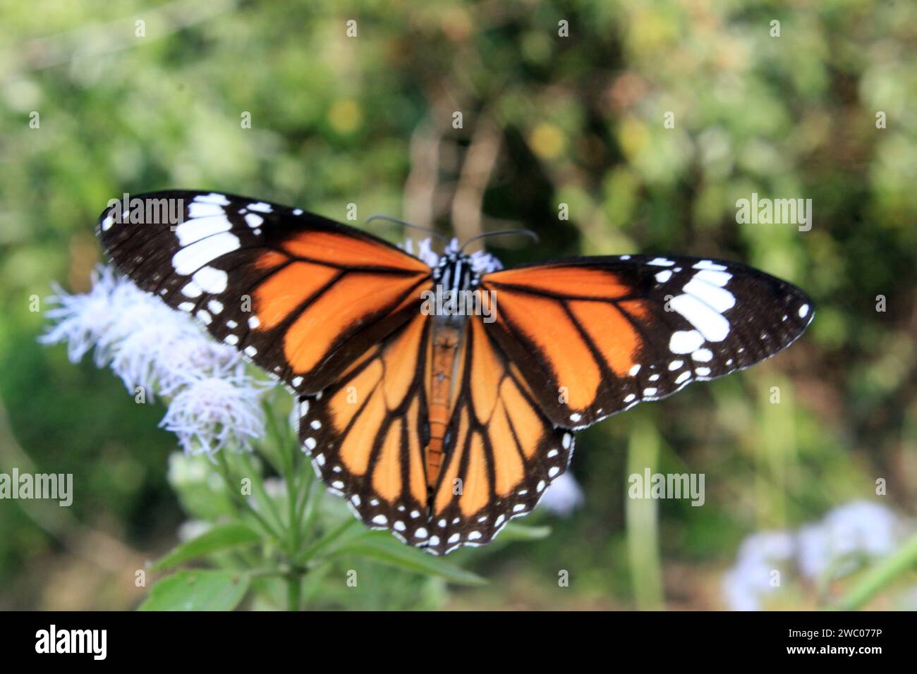 Striped tiger butterfly, Danaus genutia on a flower with green ...
