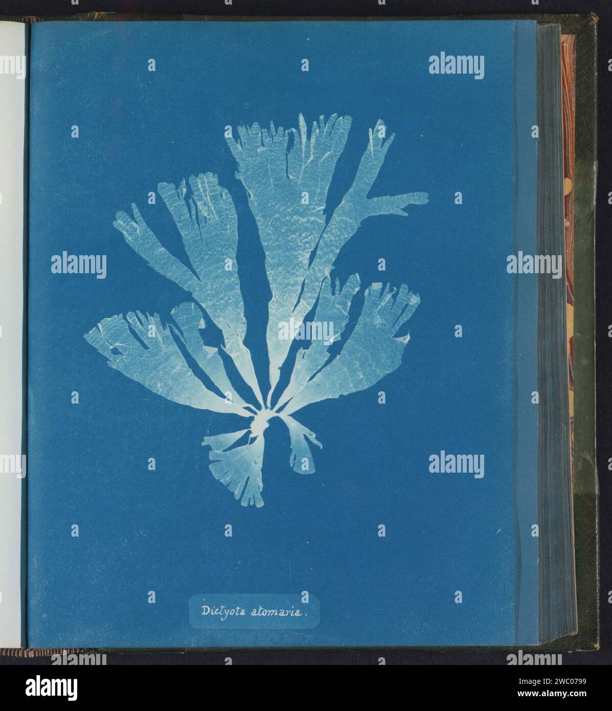 Dictyota hi-res stock photography and images - Alamy