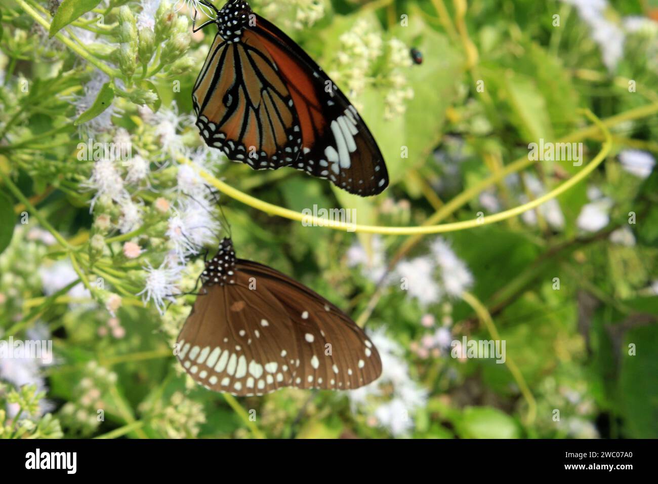 Nature's harmony, Butterfly and flower Stock Photo - Alamy