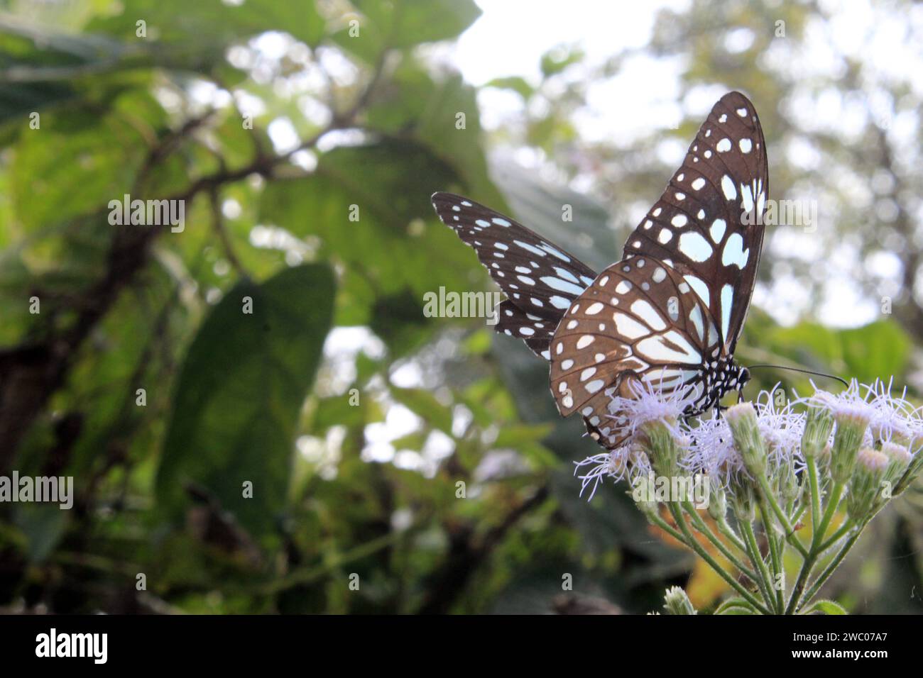 Tirumala Limniace or the blue tiger butterfly. India Stock Photo - Alamy